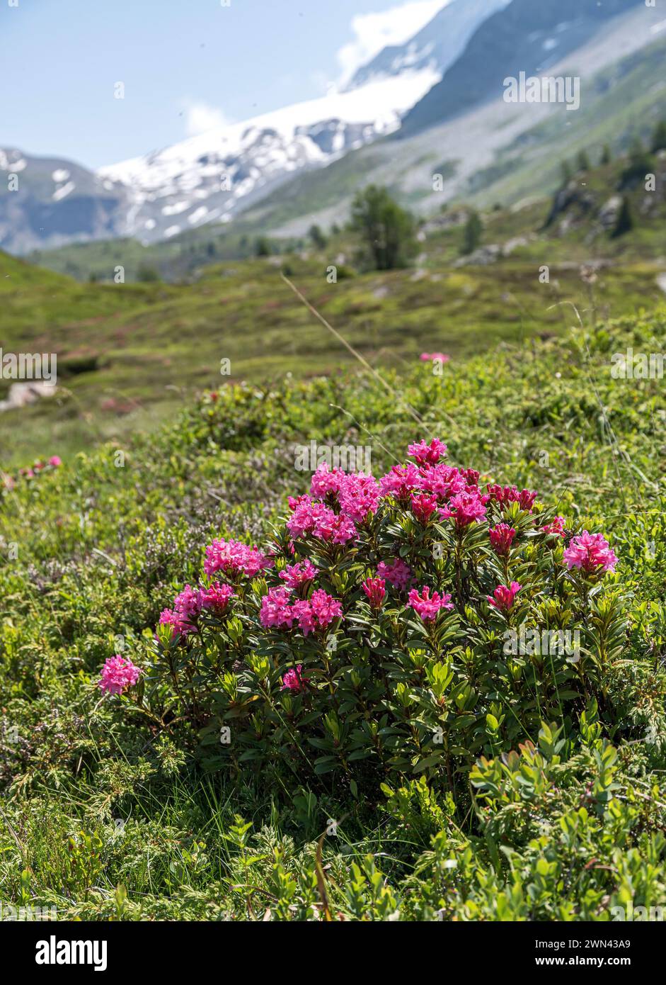 Rostblättrige Alpenrose (Rhododendron ferrugineum Stock Photo - Alamy