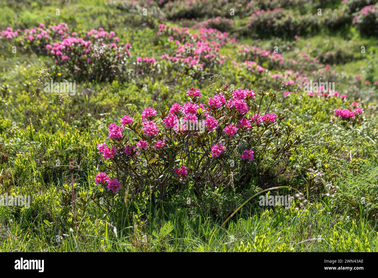 Rostblättrige Alpenrose (Rhododendron ferrugineum Stock Photo - Alamy