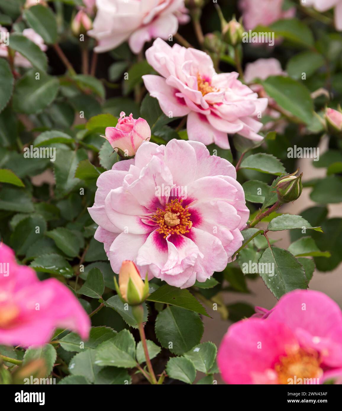 Persica-Rose (Rosa BRIGHT EYES Stock Photo - Alamy