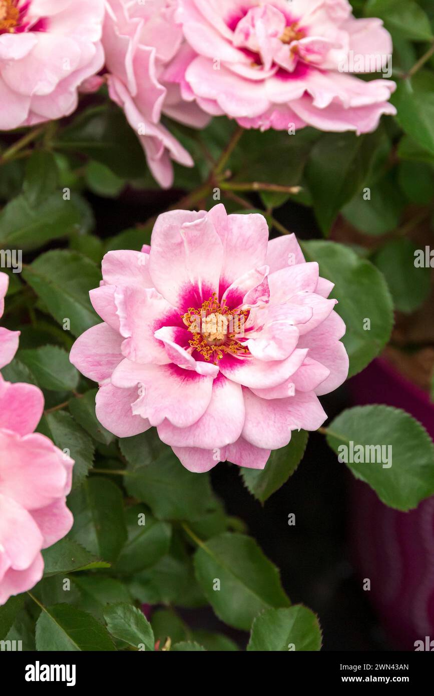 Rosa bright eyes hi-res stock photography and images - Alamy