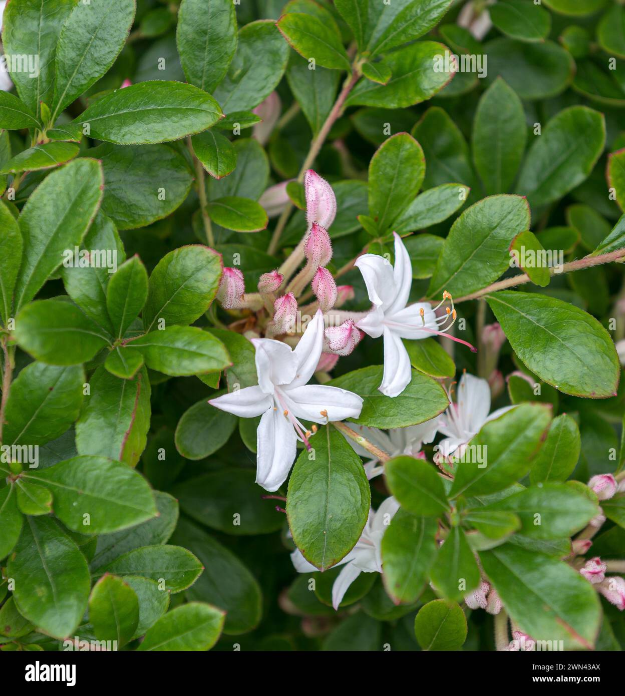 Viscosa azalea hi-res stock photography and images - Alamy