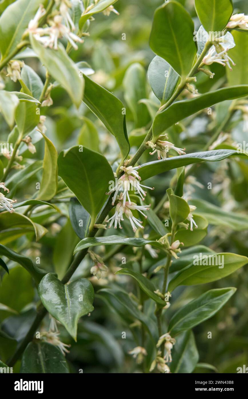 Sarcococca confusa buxaceae hi-res stock photography and images - Alamy