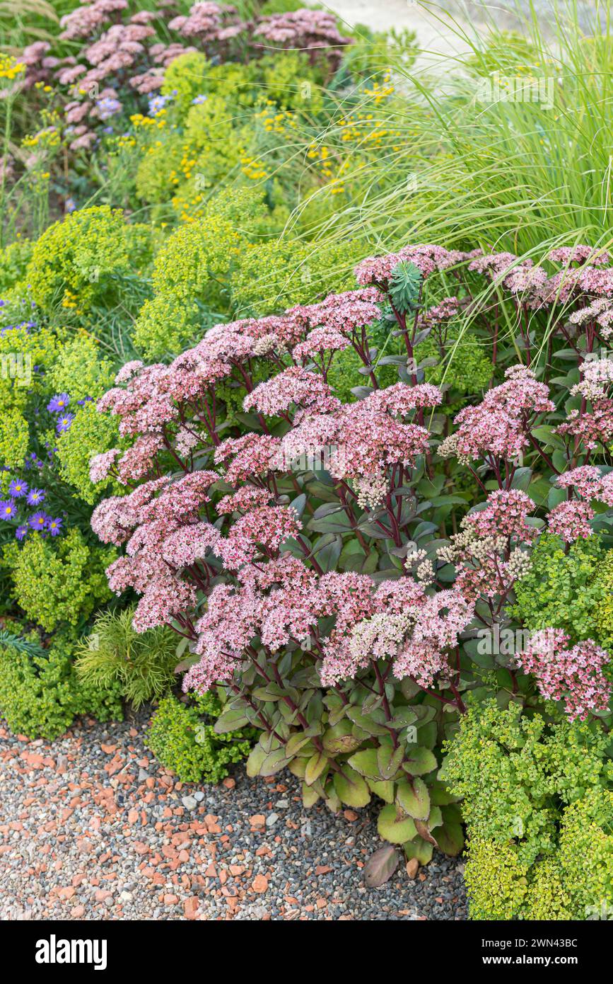 Sedum matrona hi-res stock photography and images - Alamy