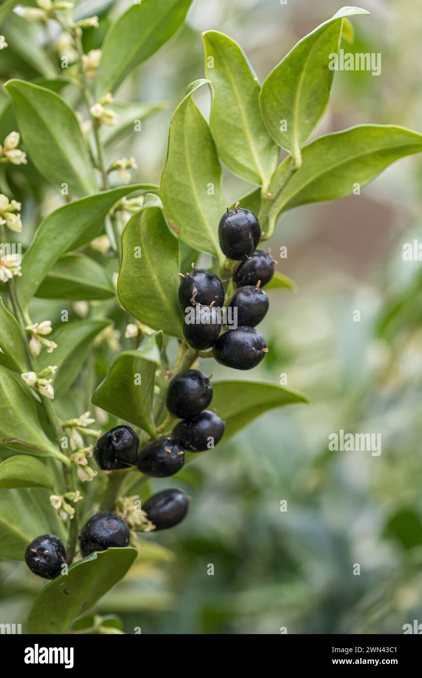 Sarcococca confusa buxaceae hi-res stock photography and images - Alamy