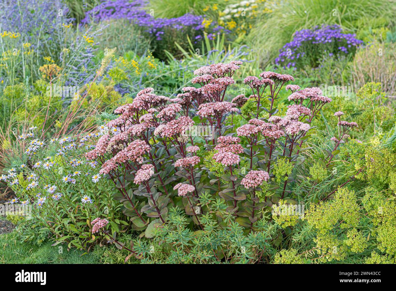 Sedum matrona hi-res stock photography and images - Alamy
