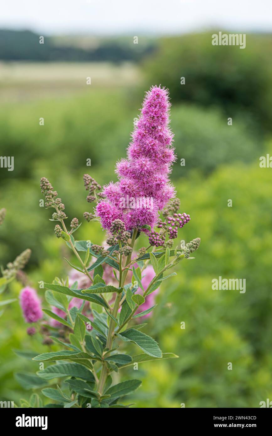 Kolben-Spiere (Spiraea × billardii 'Triumphans' Stock Photo - Alamy