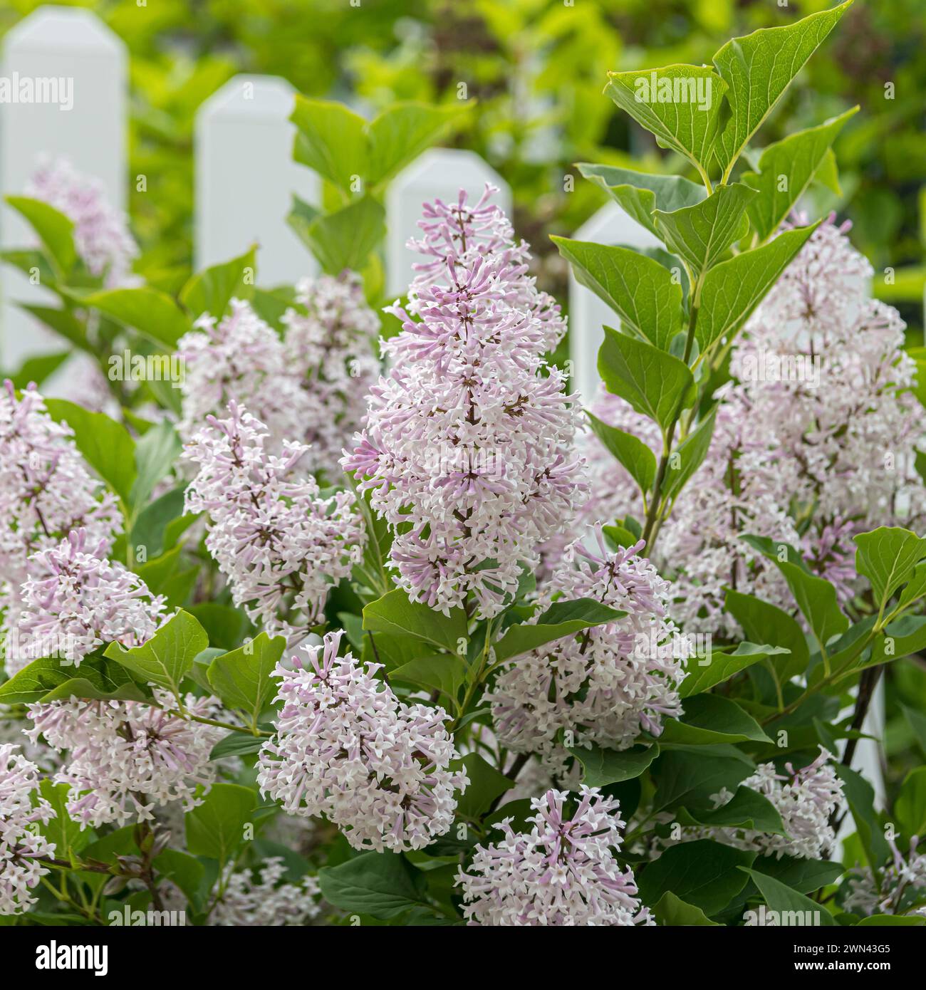 Koreanischer Flieder (Syringa patula 'Miss Kim' Stock Photo - Alamy