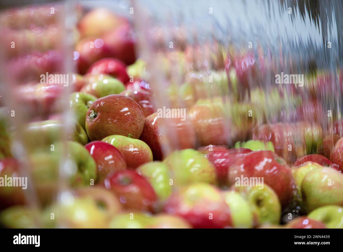 Orchard ladders hi-res stock photography and images - Alamy