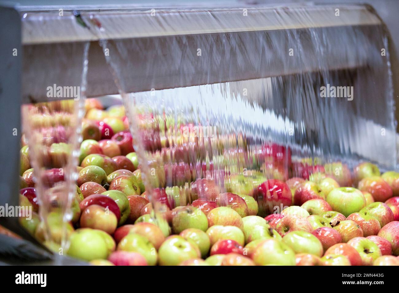 Orchard ladders hi-res stock photography and images - Alamy