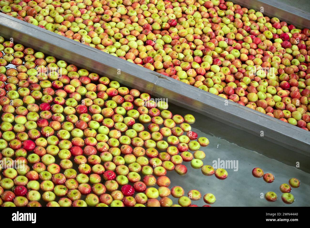 04/10/21 Red Windsor apples float in the grading tanks. Picking and ...