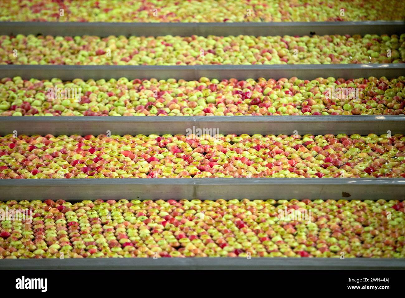 04/10/21 Red Windsor apples float in the grading tanks. Picking and ...