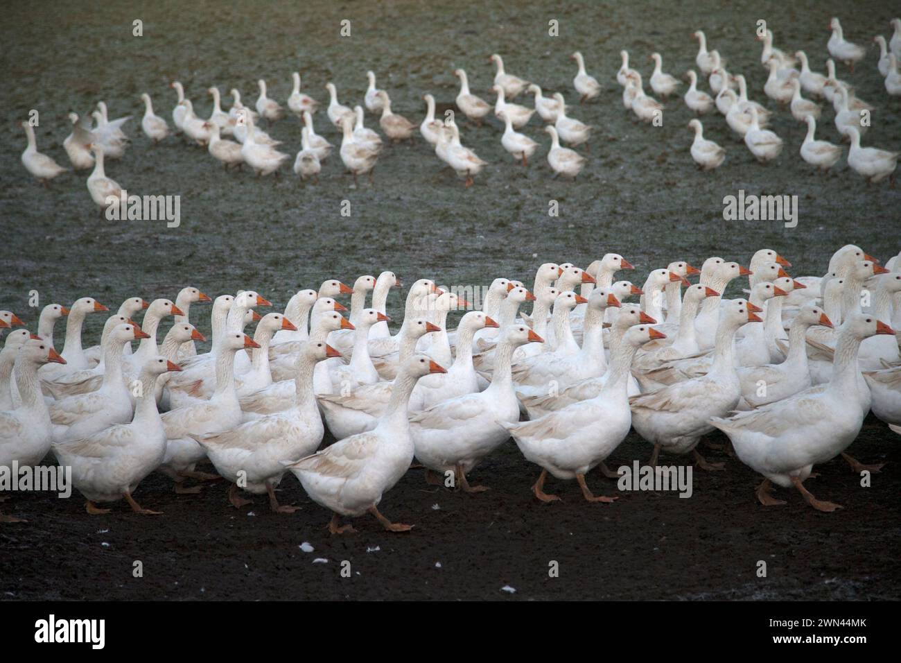 19/11/16 Waddling down a frosty lane a flock of 500 geese take their ...