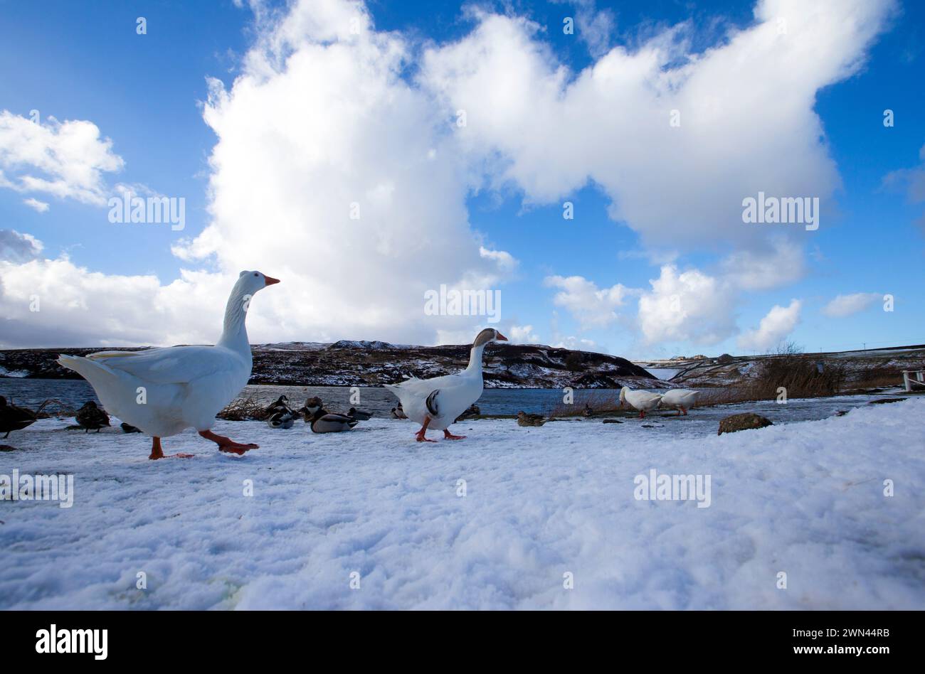 02/03/15 After a March snowfall, Geese do the goose-step by Winscar ...