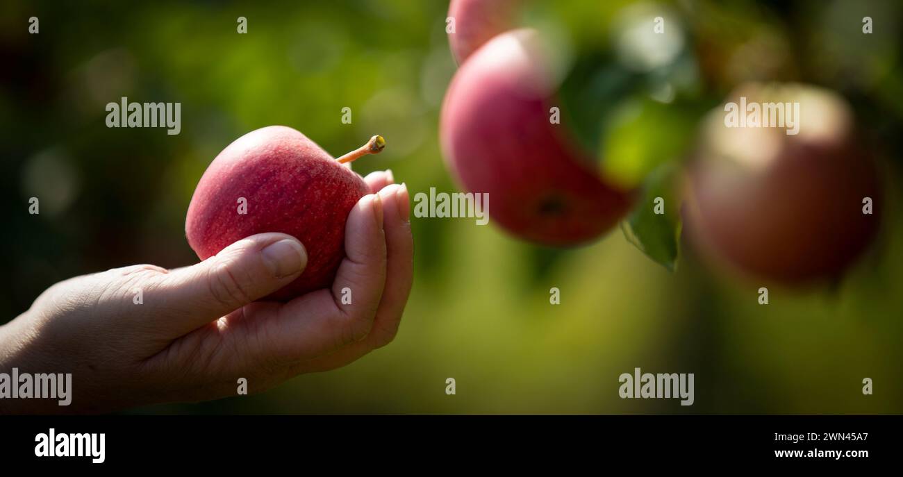 15/09/20 British Apple Harvest, Loddington Farm, Goudhurst, Kent Stock ...