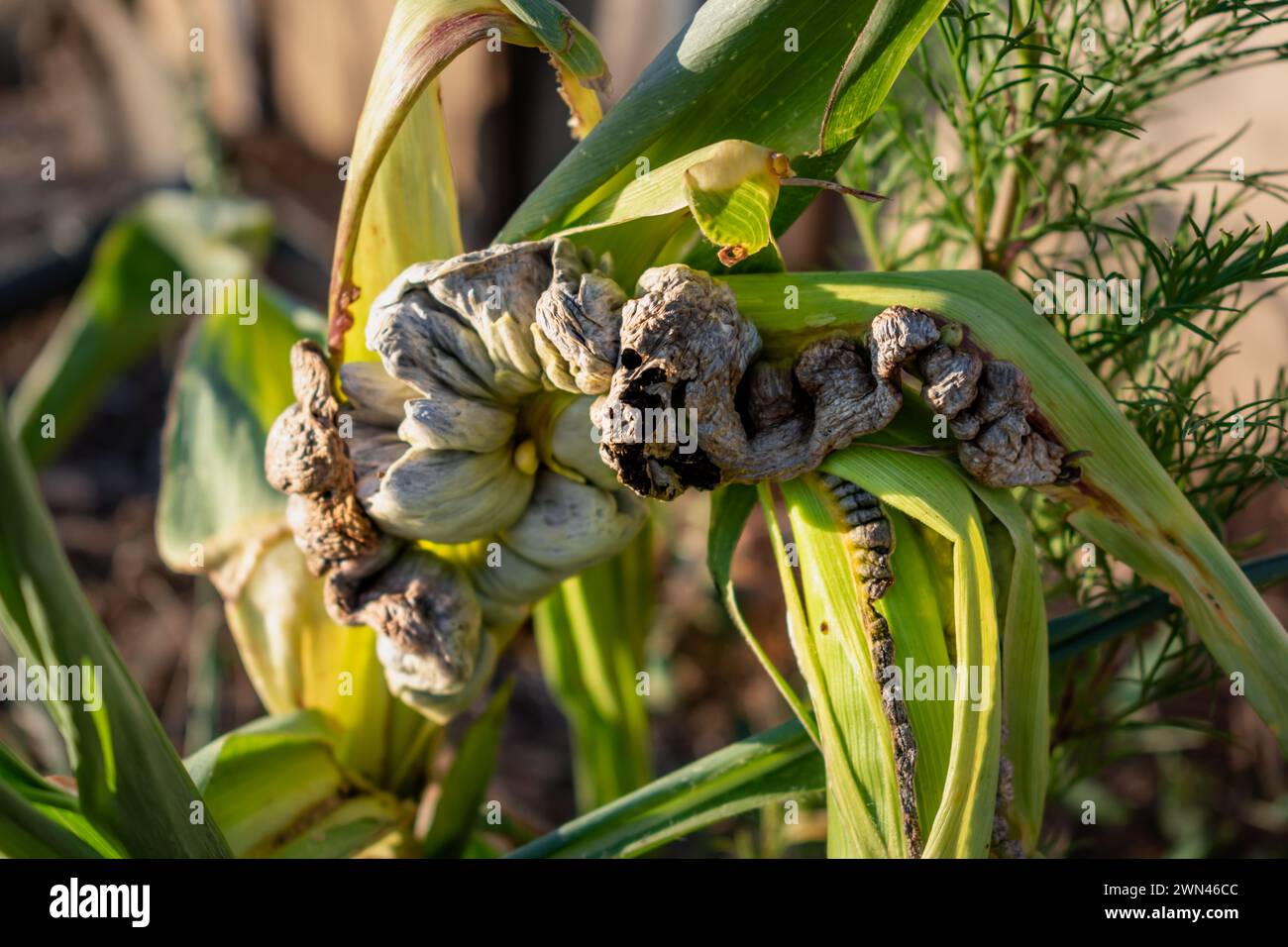 Diseased corn called corn smut, pathogenic fungus, ustilago maydis, in ...