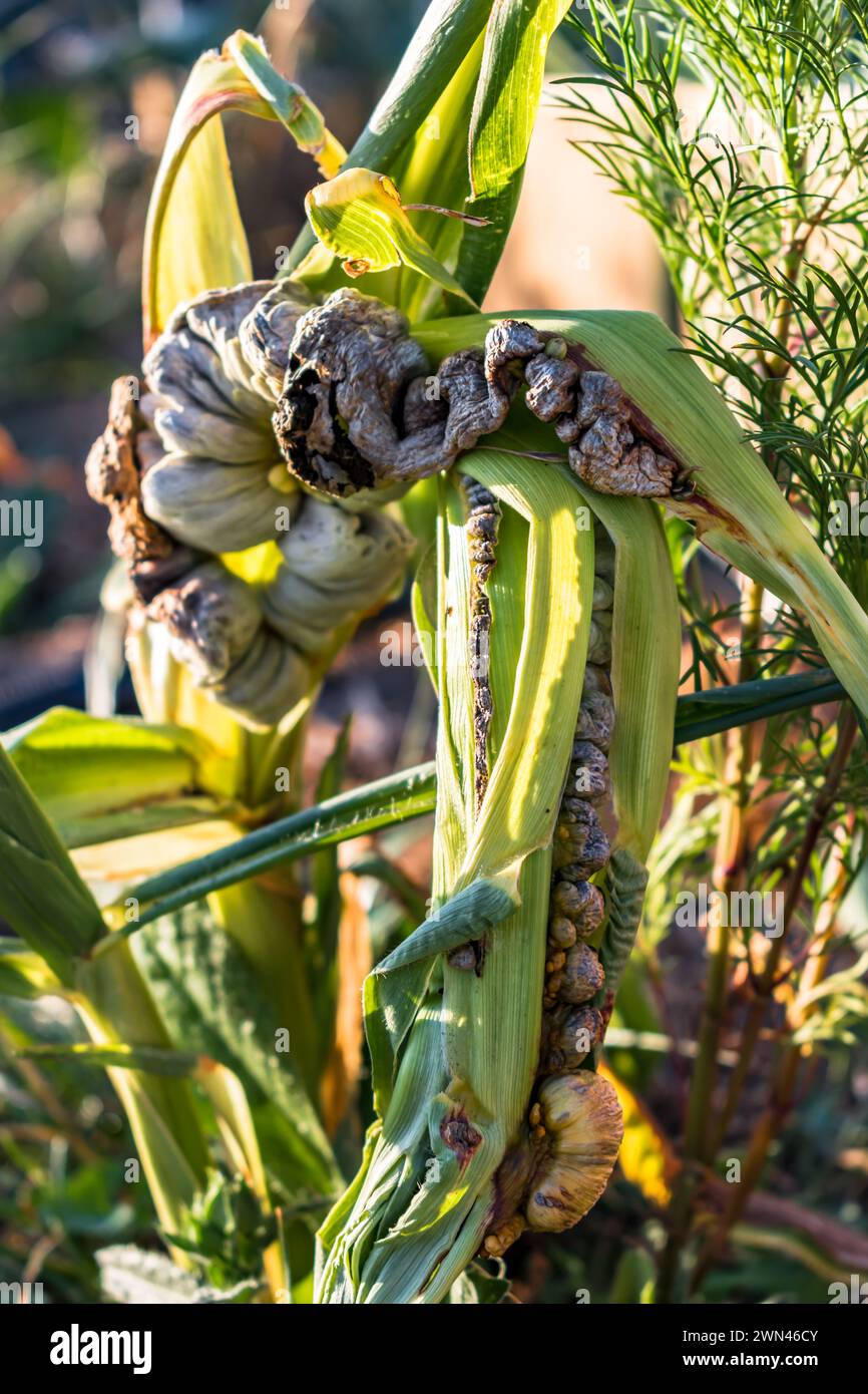 Diseased corn called corn smut, pathogenic fungus, ustilago maydis, in ...