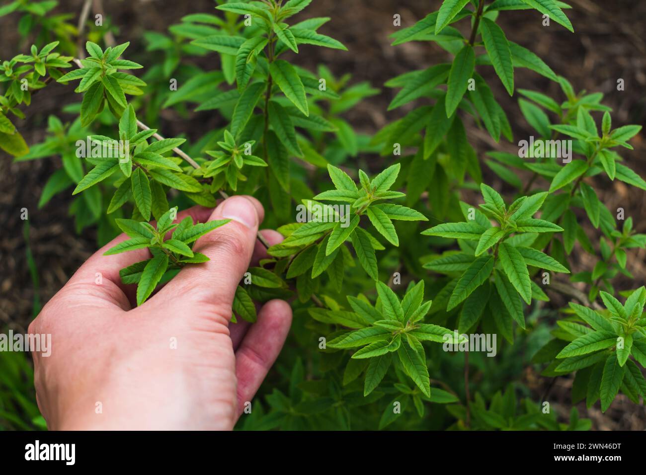 Beautiful lemon verbena plant in a permaculture garden in summer ...