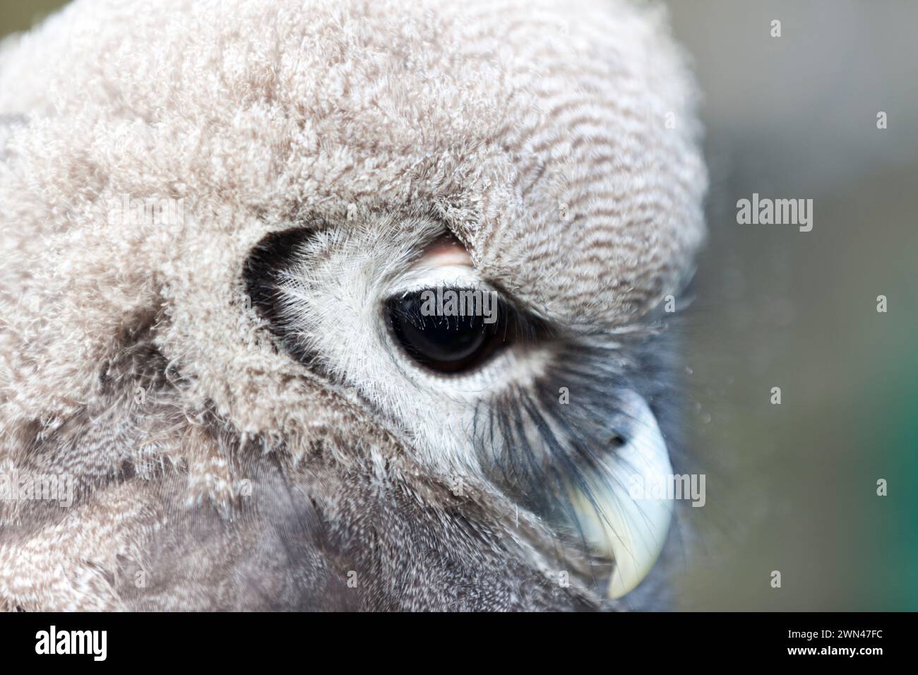 Verreax’s Gian or Milky Owl, native of African continent Stock Photo ...