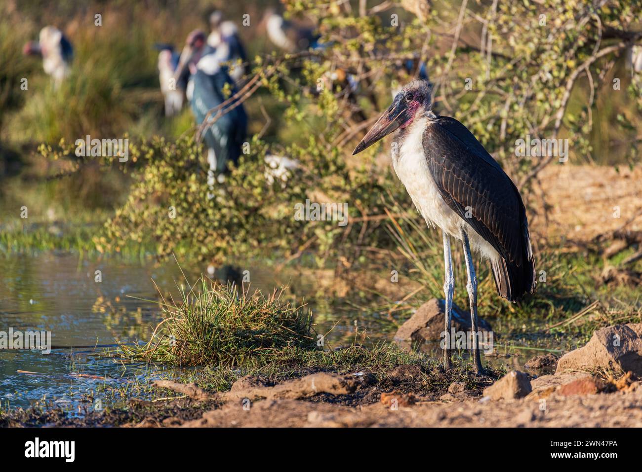 Marabou stork or Leptoptilos crumenifer - a large wading bird in the ...
