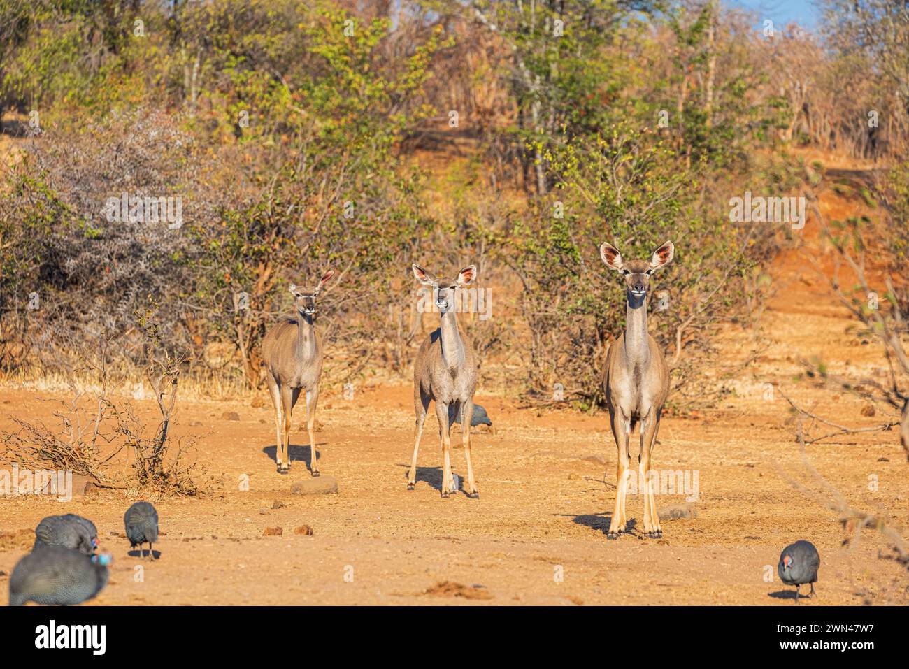 Group of young Impala antelope Aepyceros melampus in Zimbabwe Stock ...