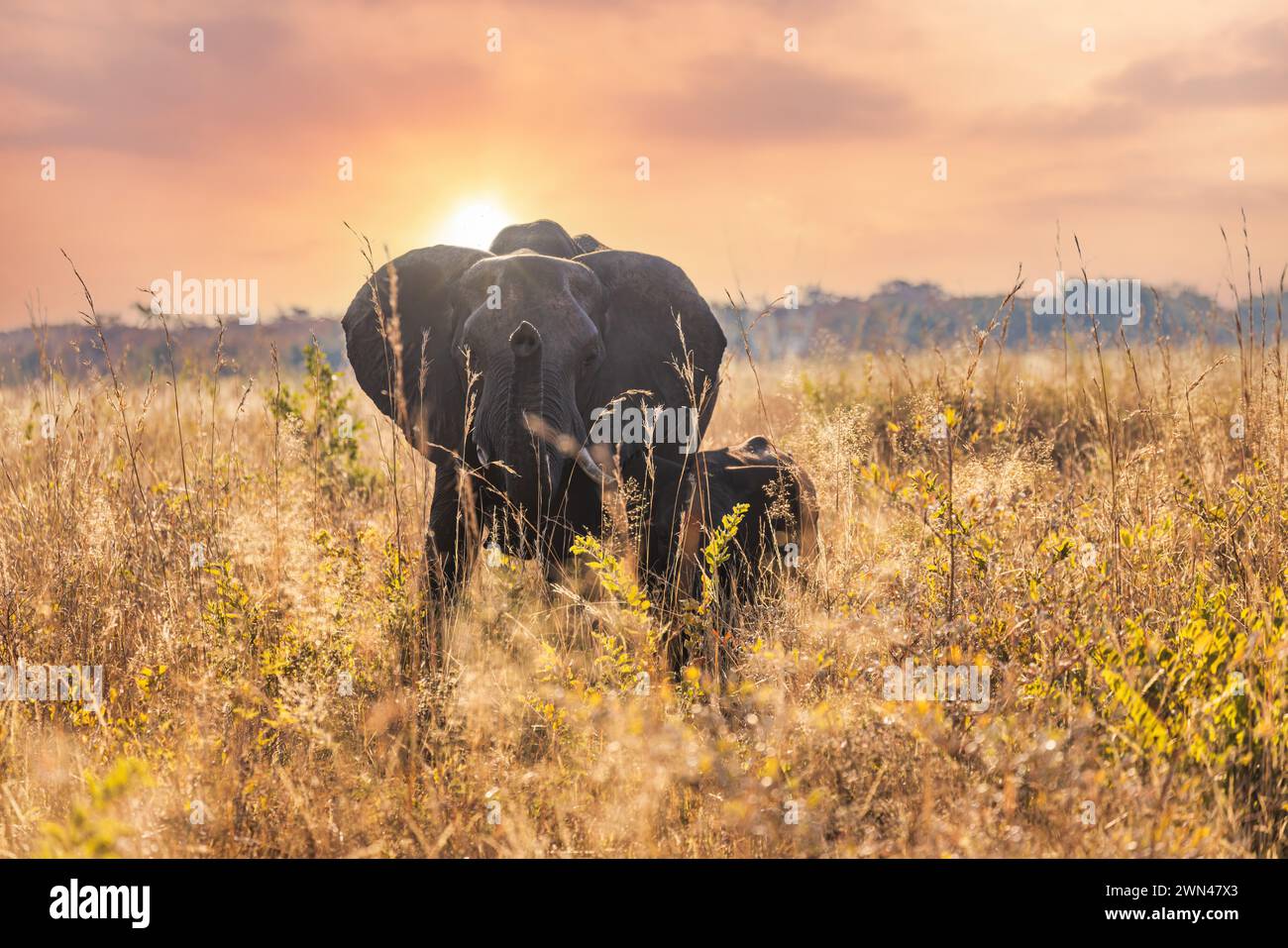 African elephants in savanah at sunset Stock Photo - Alamy