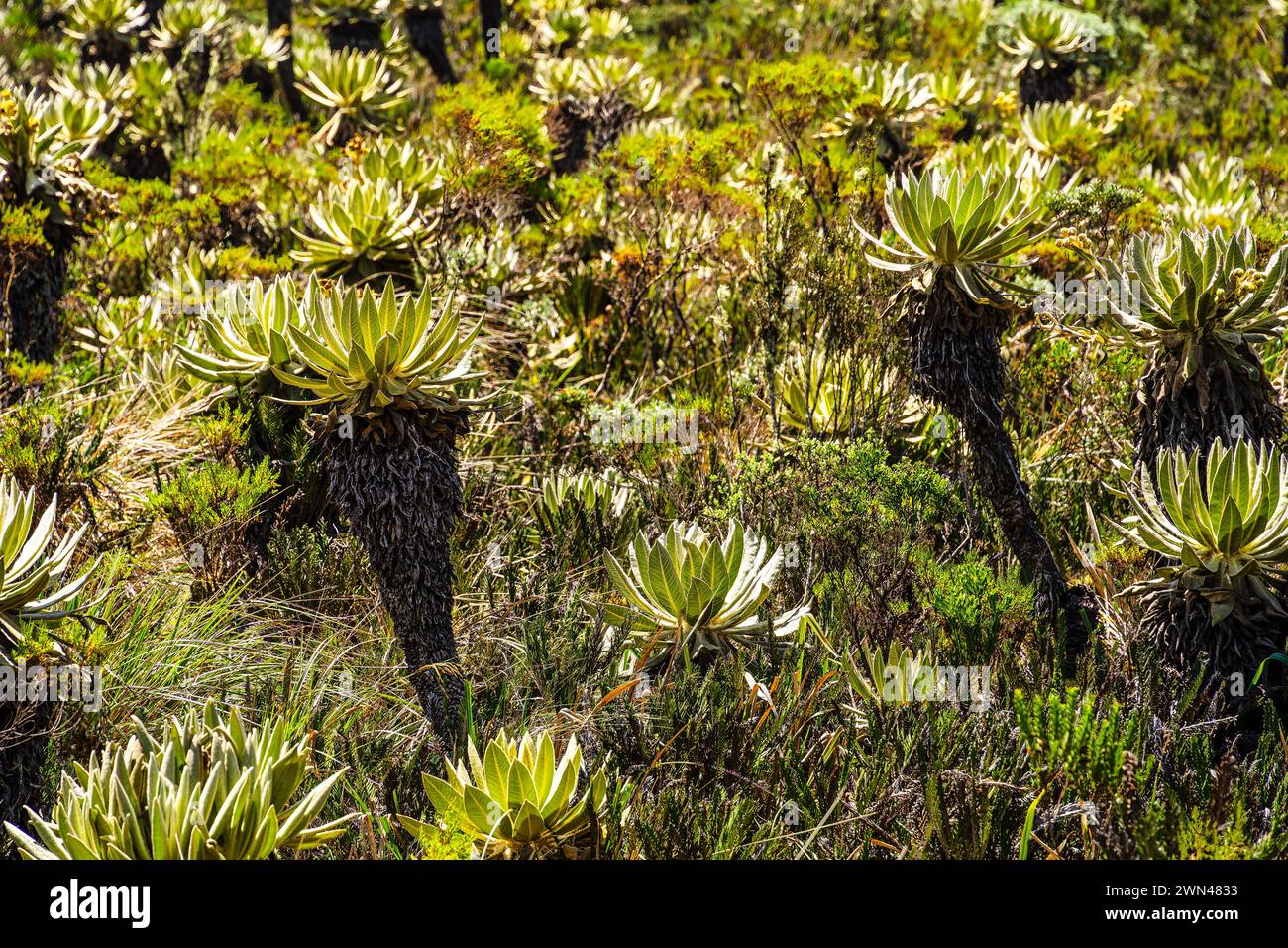 Termales purace hi-res stock photography and images - Alamy