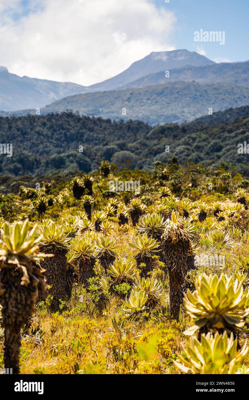 Puracé National Park, Cauca, Colombia Stock Photo - Alamy