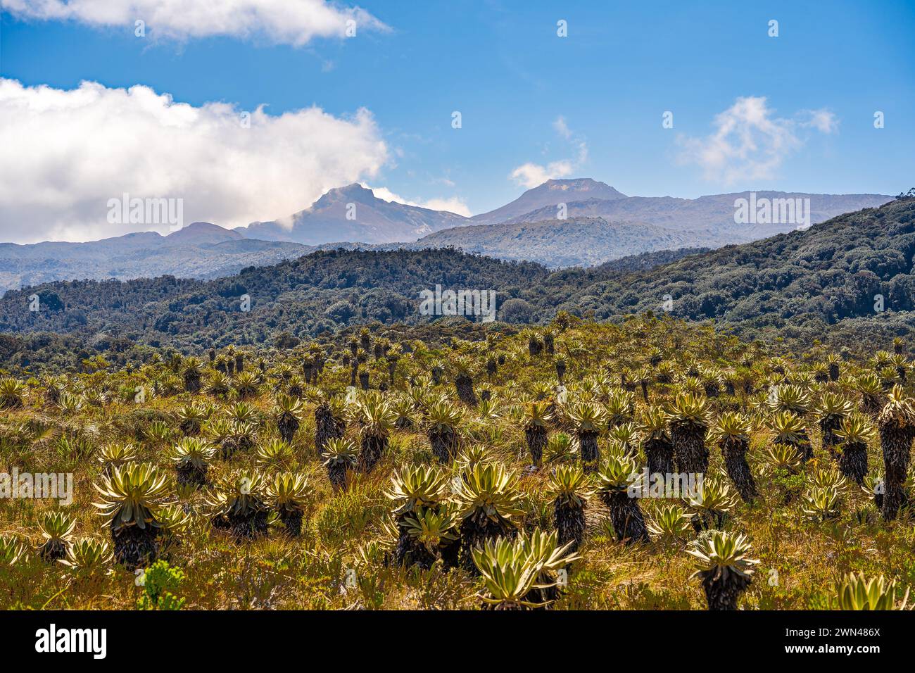 Puracé National Park, Cauca, Colombia Stock Photo - Alamy