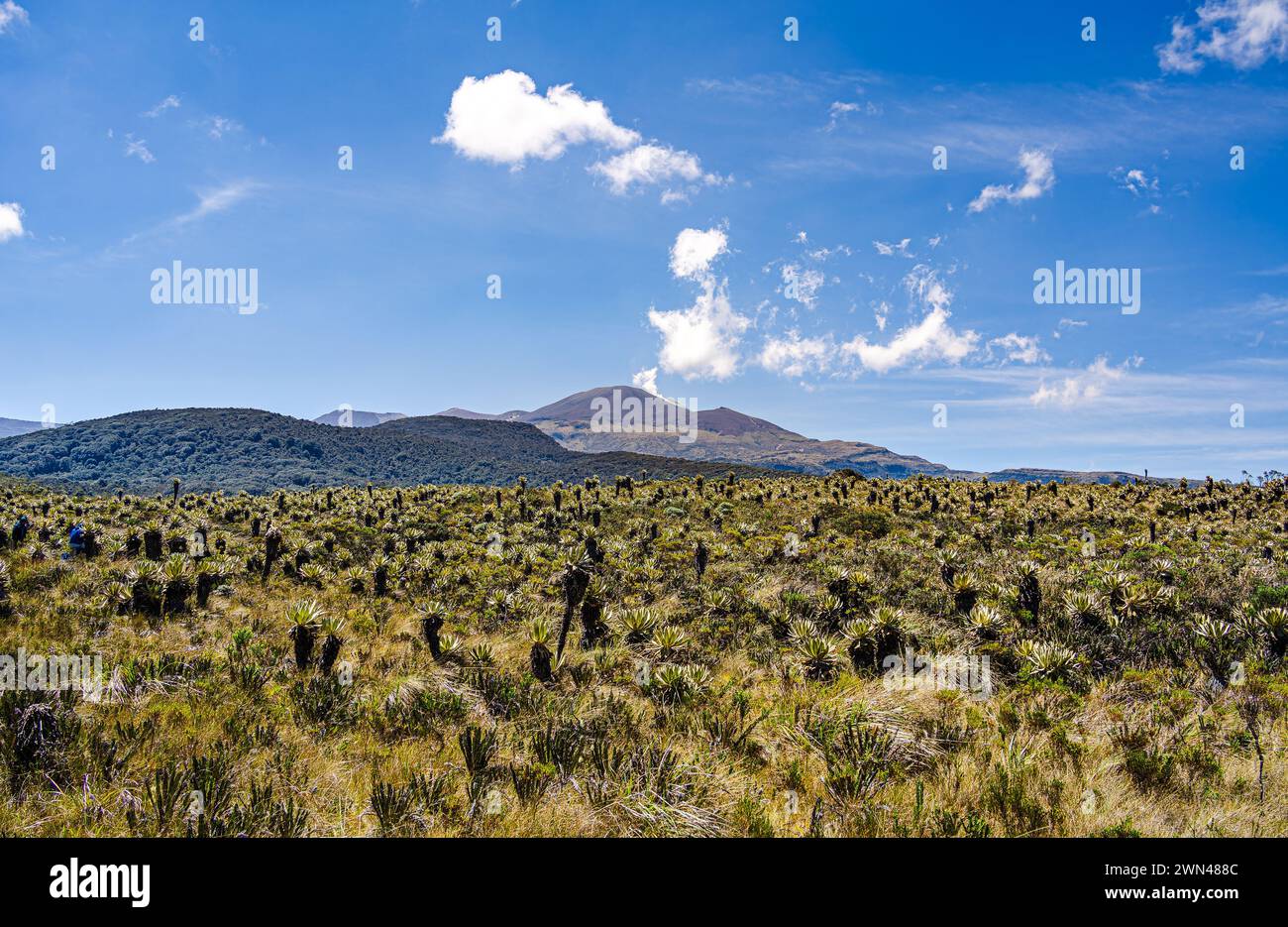Puracé National Park, Cauca, Colombia Stock Photo - Alamy