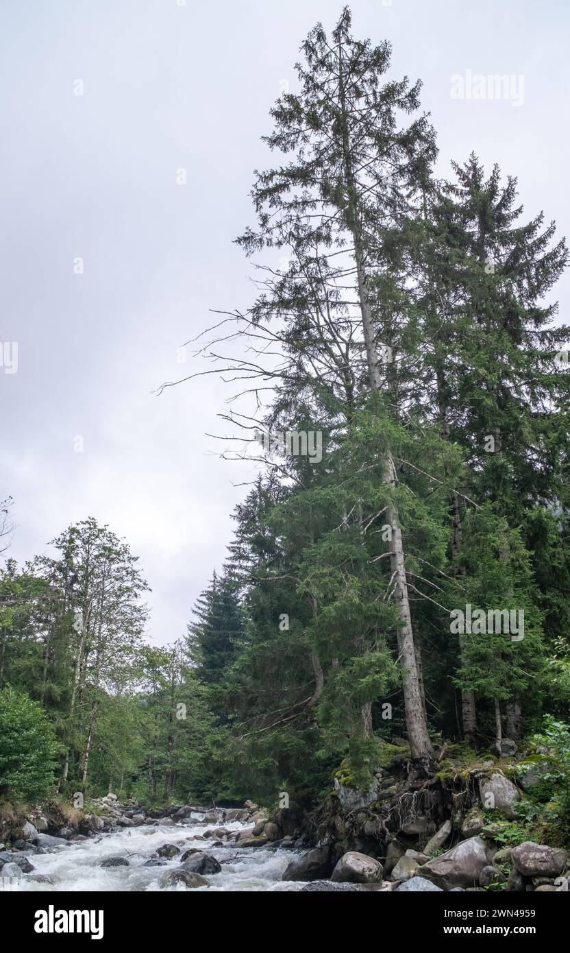 Rize Camlihemsin Sal Plateau, a unique place where green and sky come ...