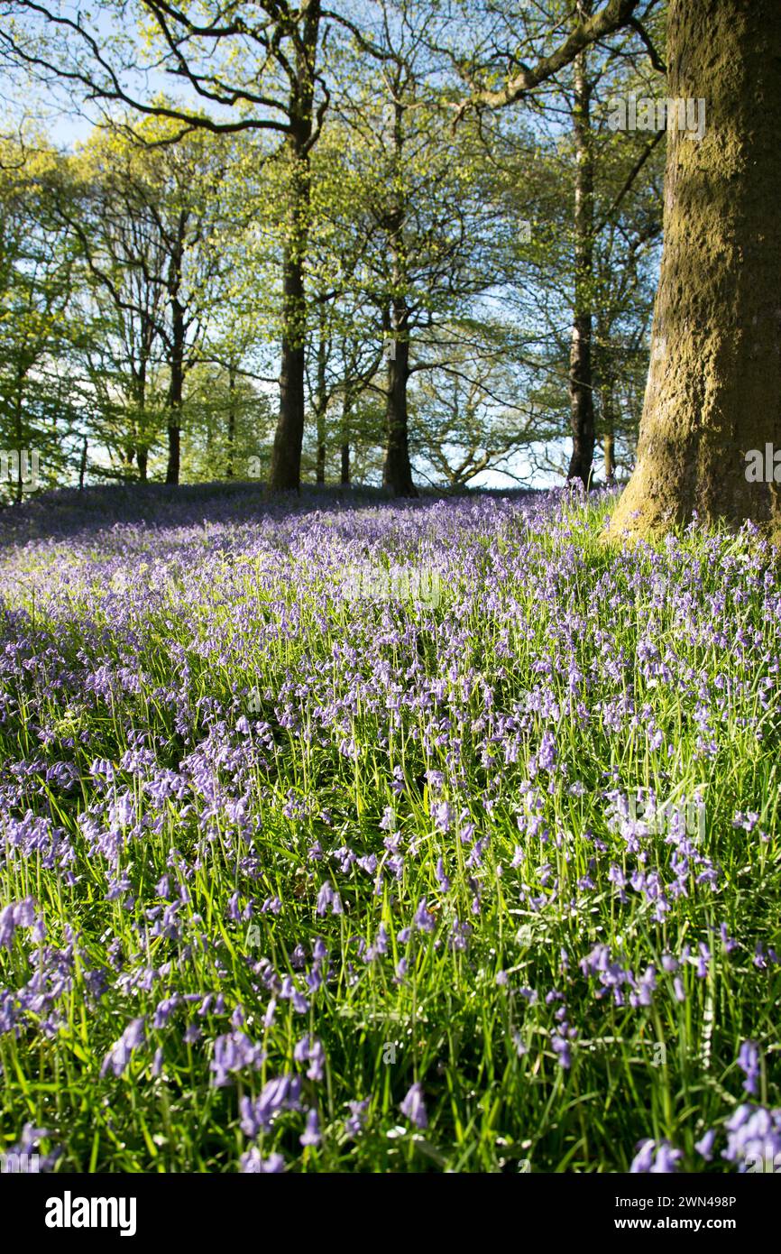 Hagg wood hi-res stock photography and images - Alamy