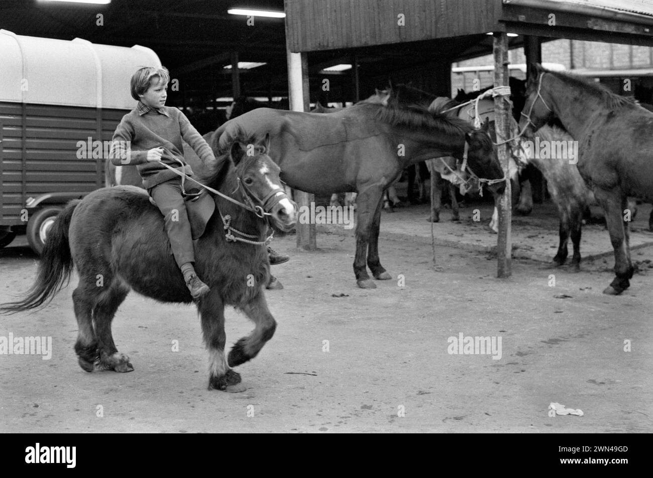 Horse 1983 hi-res stock photography and images - Alamy