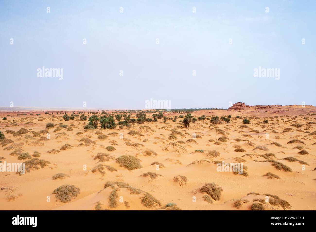 Timimoun Palmeai palms trees in the Algerian Desert Sahara Algeria ...