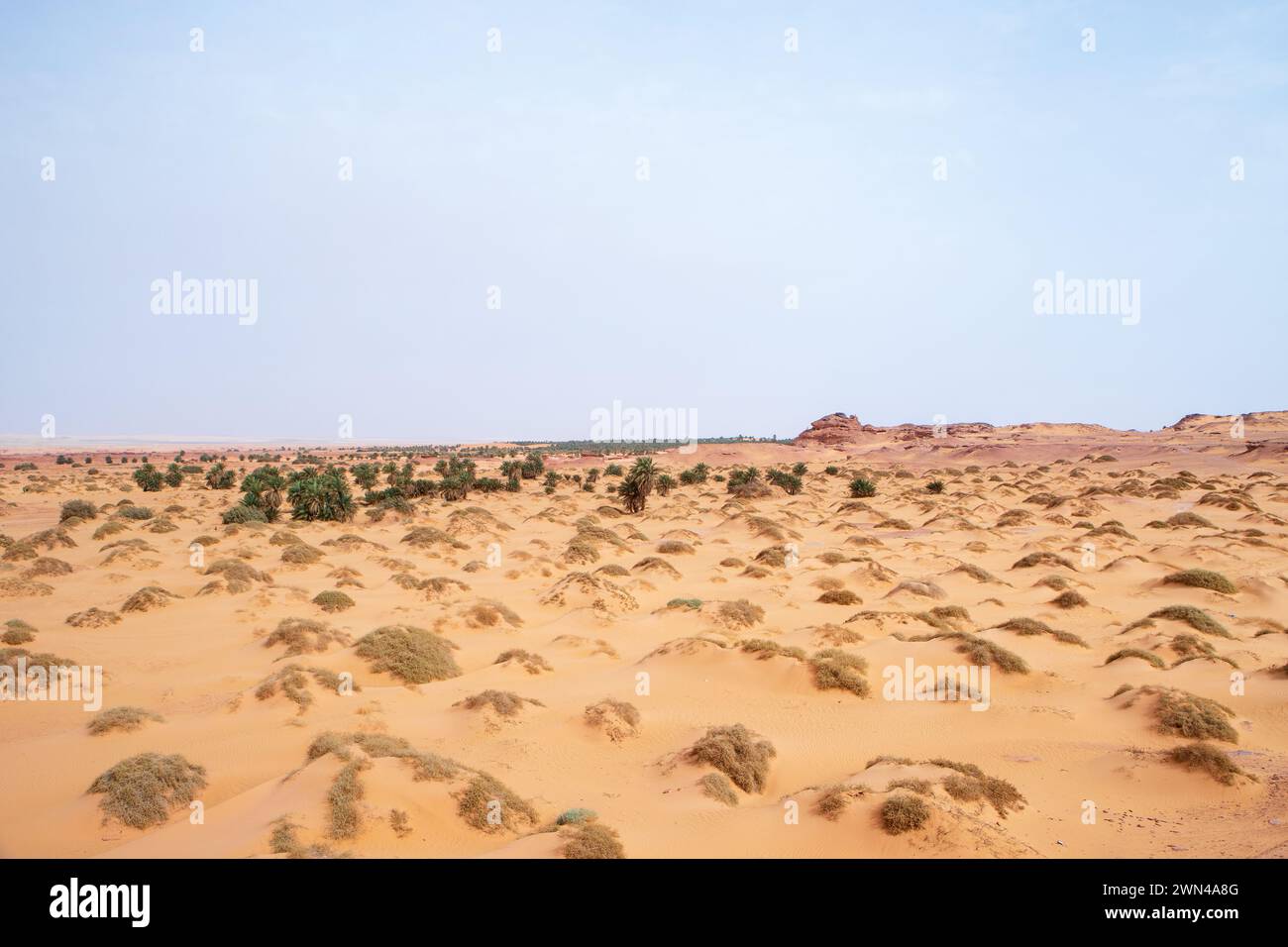 Timimoun Palmeai palms trees in the Algerian Desert Sahara Algeria ...