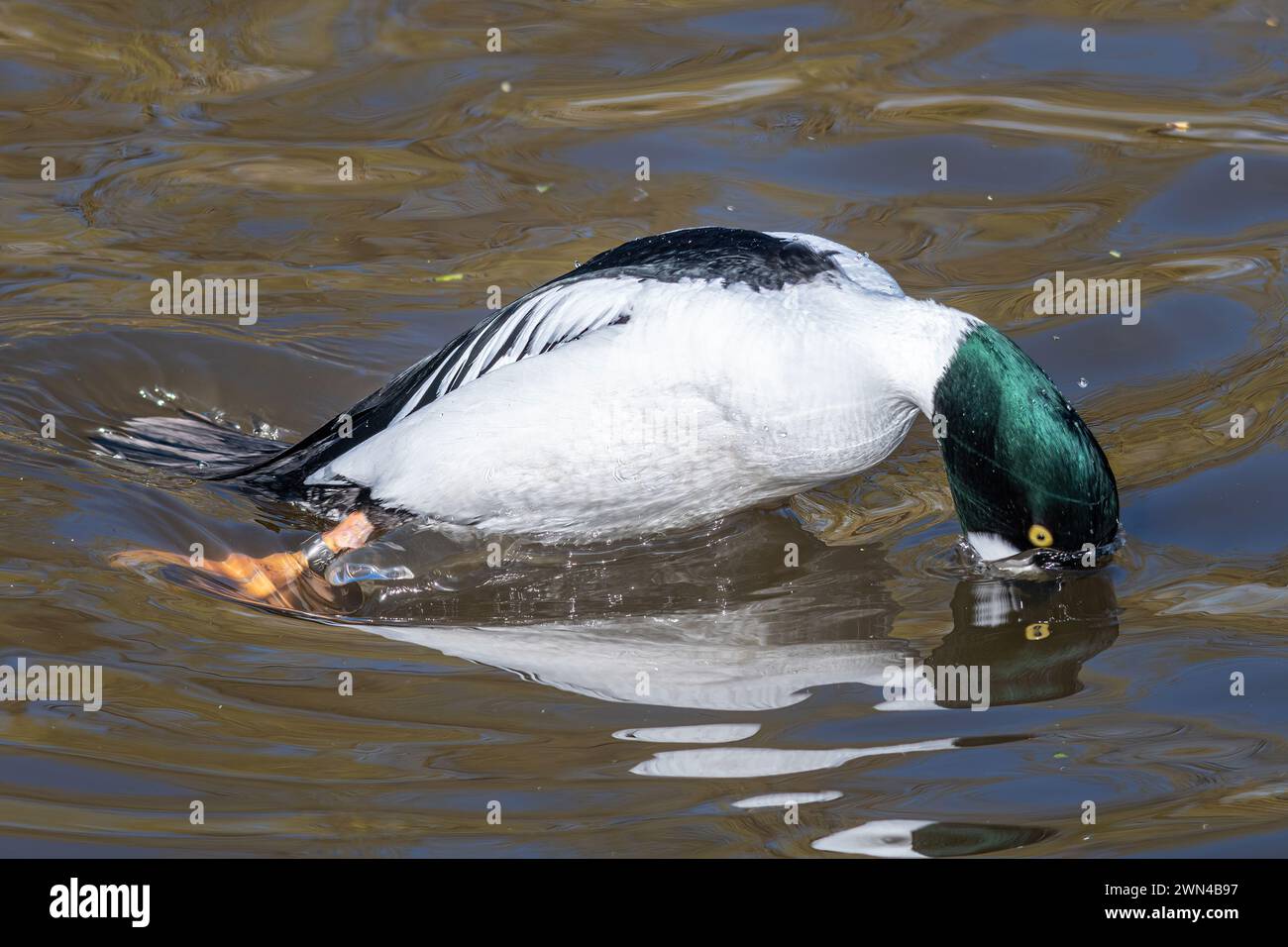 Uk duck species hi-res stock photography and images - Alamy