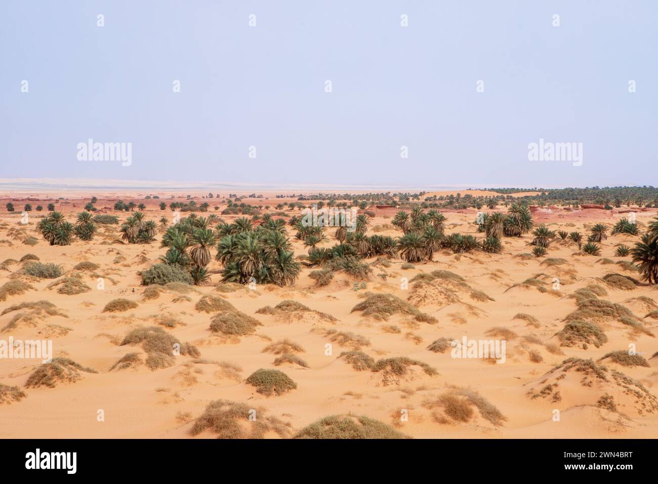 Timimoun Palmeai palms trees in the Algerian Desert Sahara Algeria ...