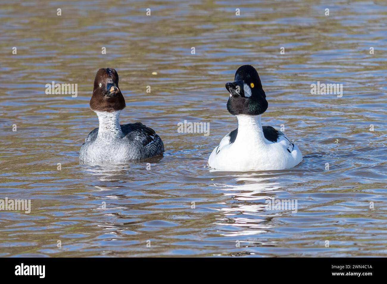 Male female goldeneye duck hi-res stock photography and images - Alamy