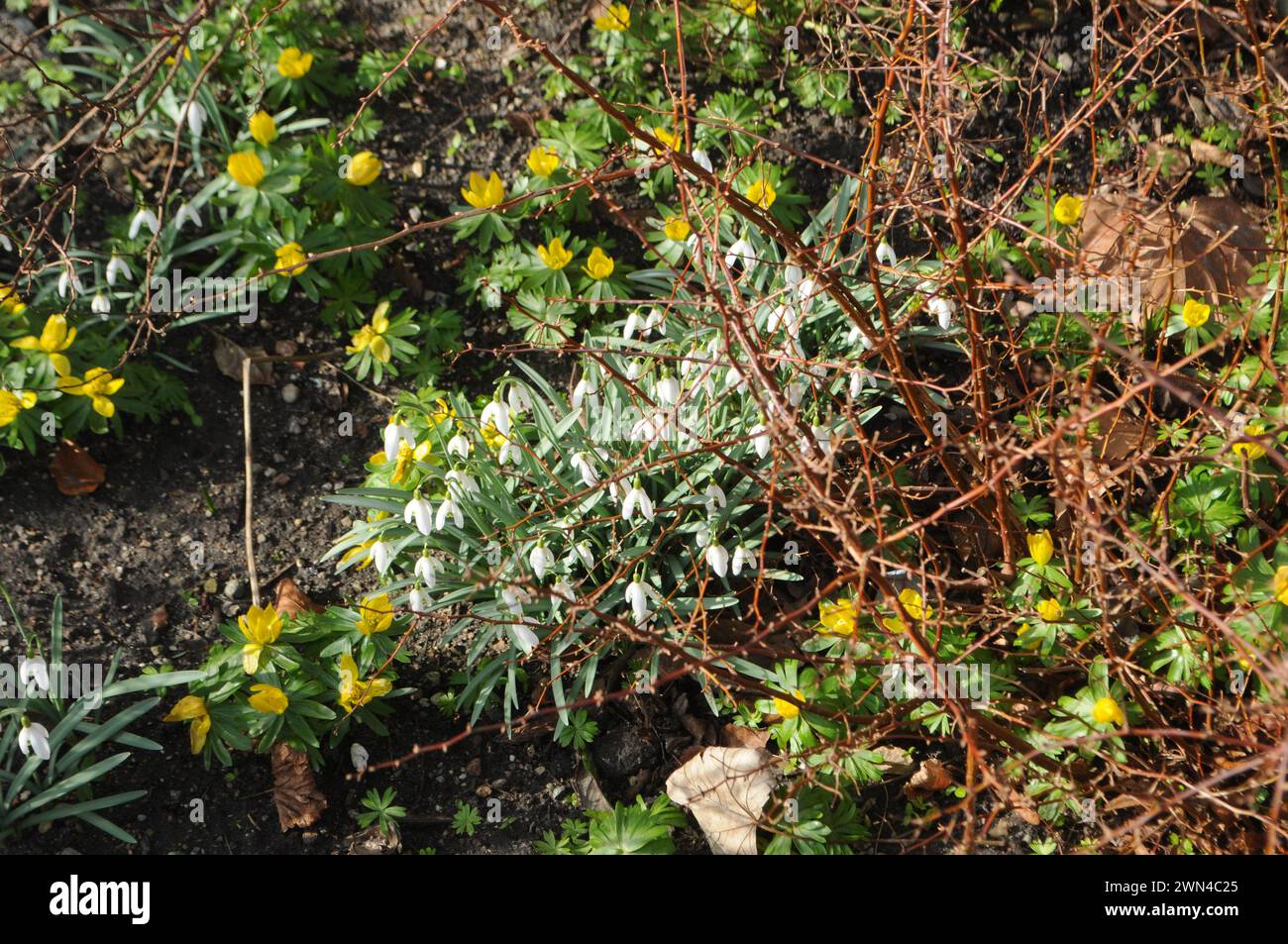 Copenhagen, Denmark /29 February 2024/Snow bulb flowers and tiny yellow ...