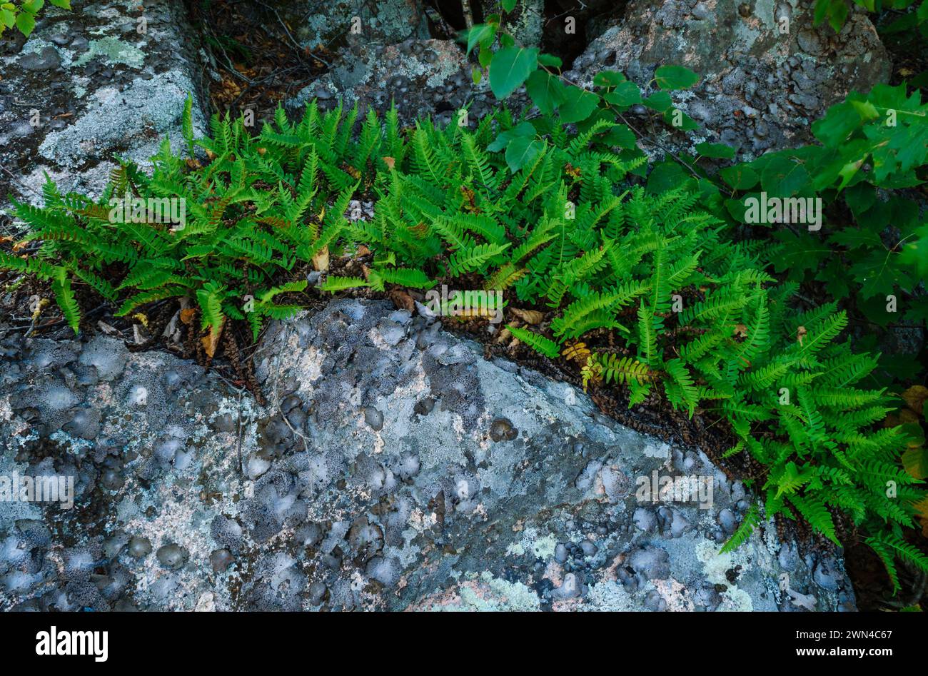 Common Rockcap Ferns, Polypodium virginianum growing in lichen covered ...
