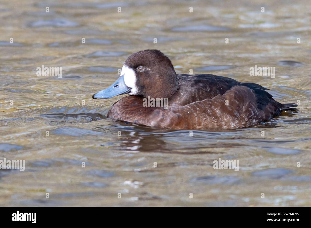 Greater scaup (Aythya marila, also called a bluebill) female duck ...