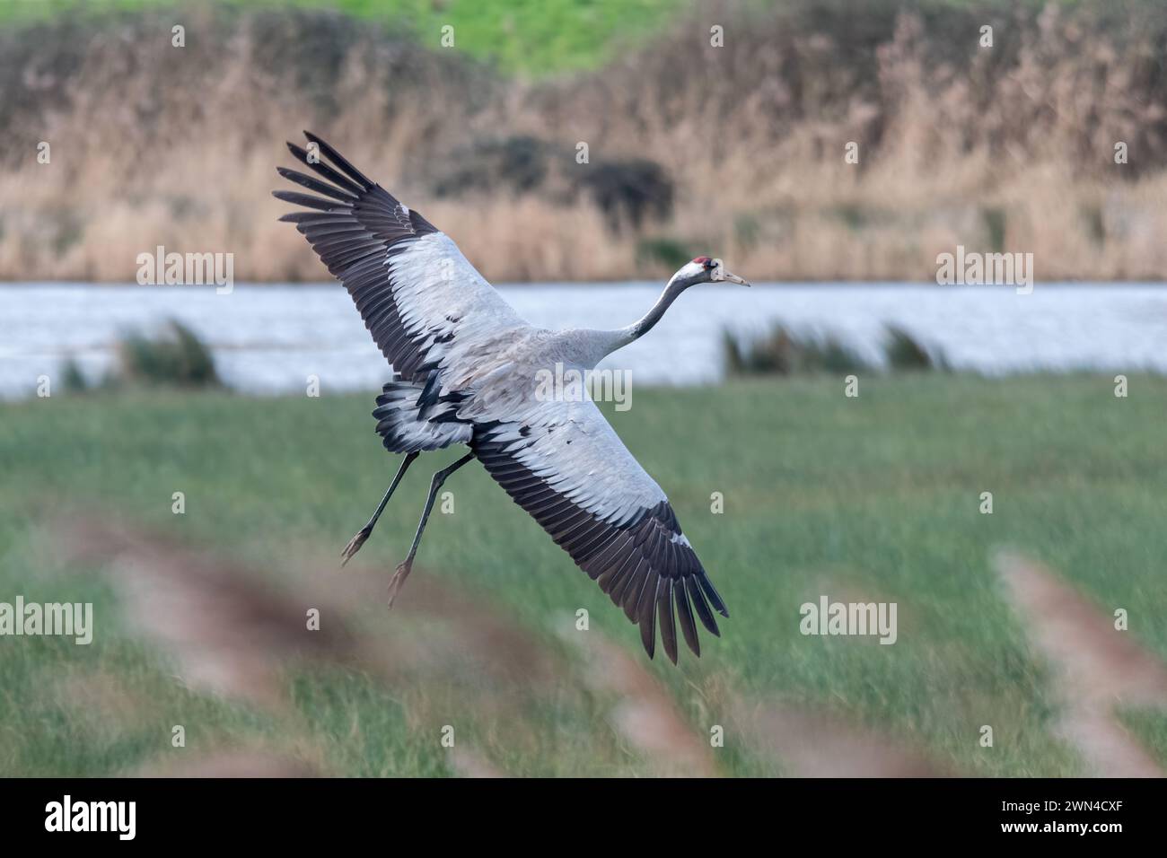 Common crane (Grus grus), wild birds at WWT Slimbridge Wetland Centre ...