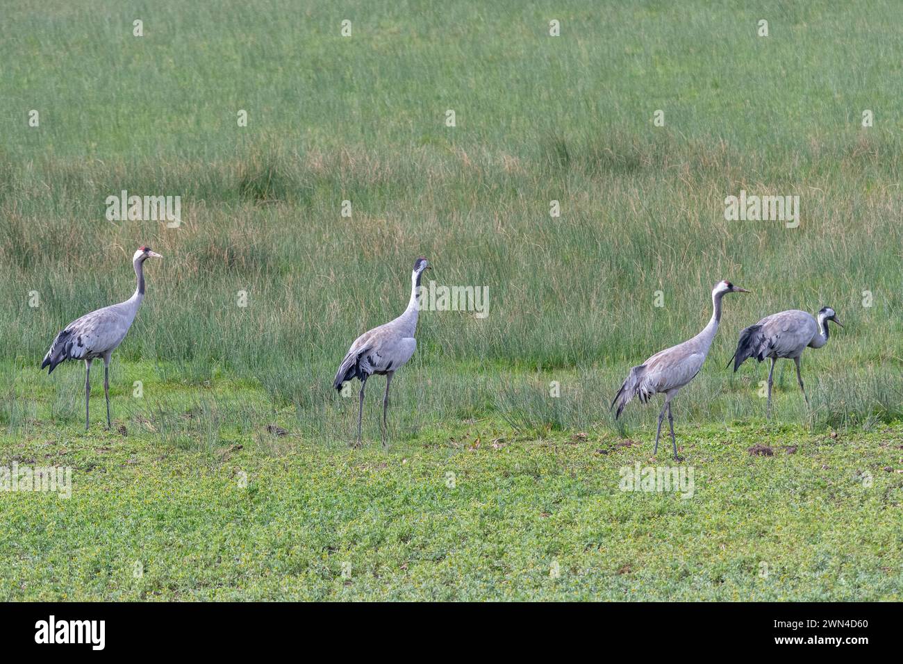 Common cranes (Grus grus), wild birds at WWT Slimbridge Wetland Centre ...