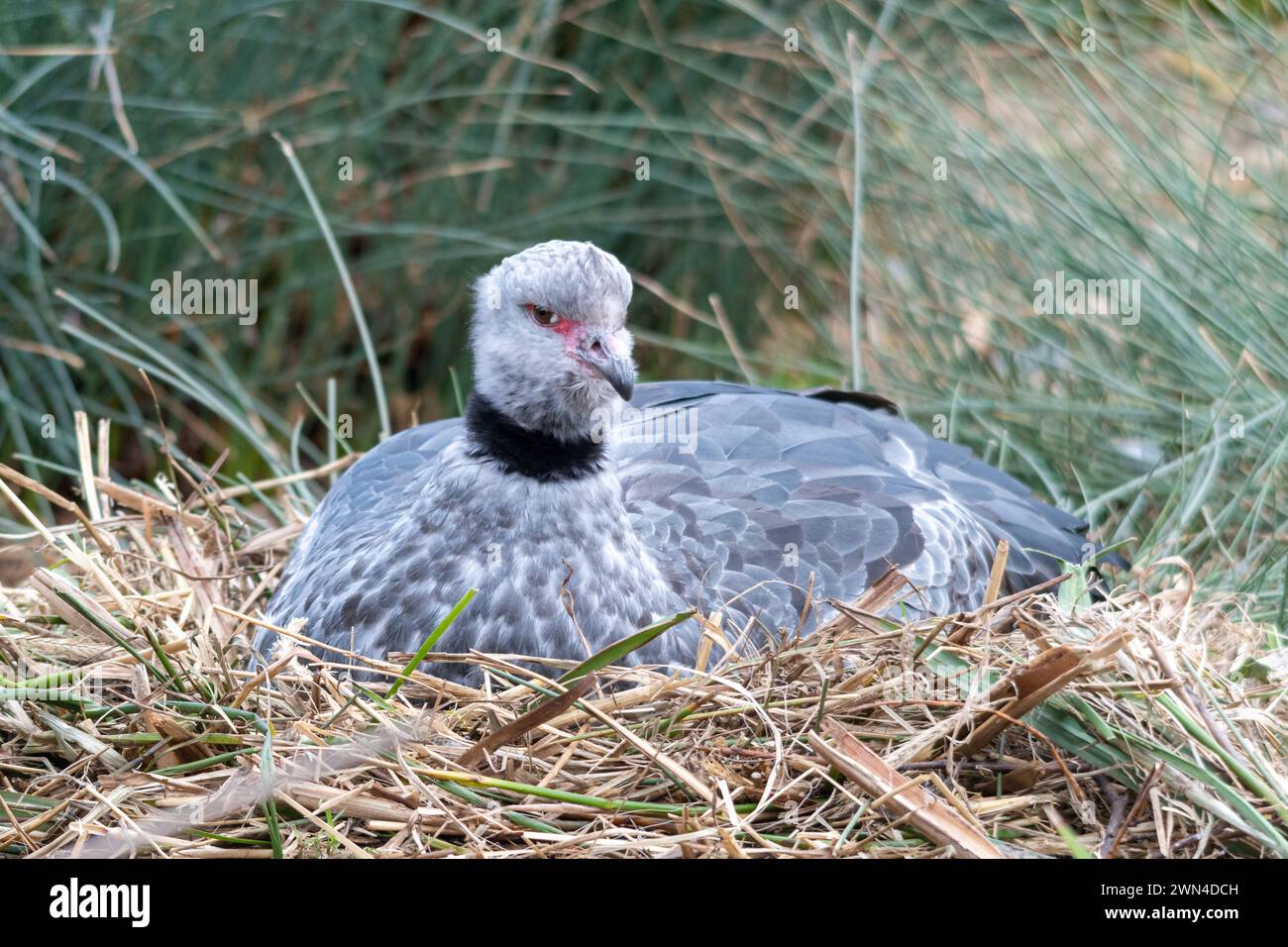 Southern screamer bird (Chauna torquata, also known as crested screamer ...