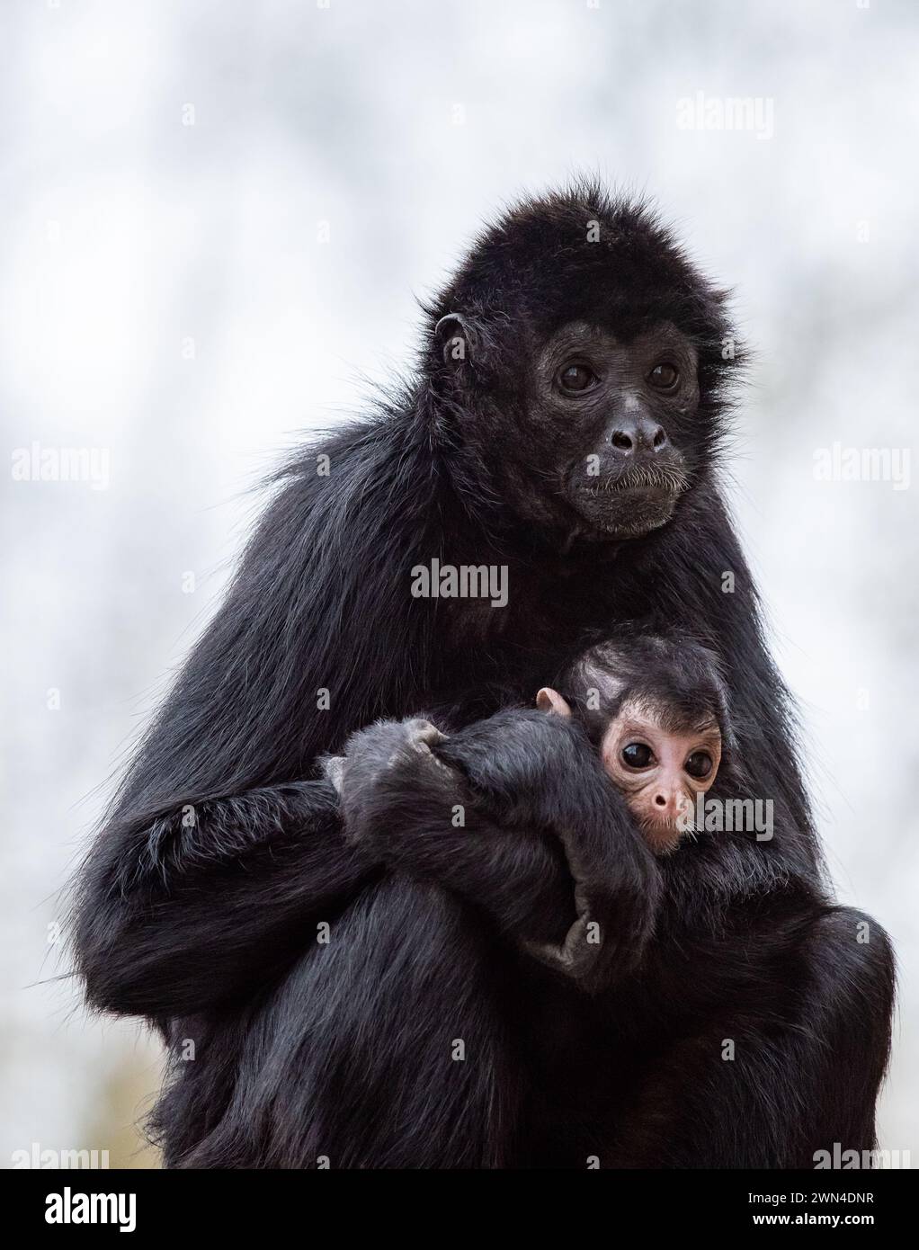 Colombian Spider Monkey female and infant, Ateles fusciceps, Blackpool ...