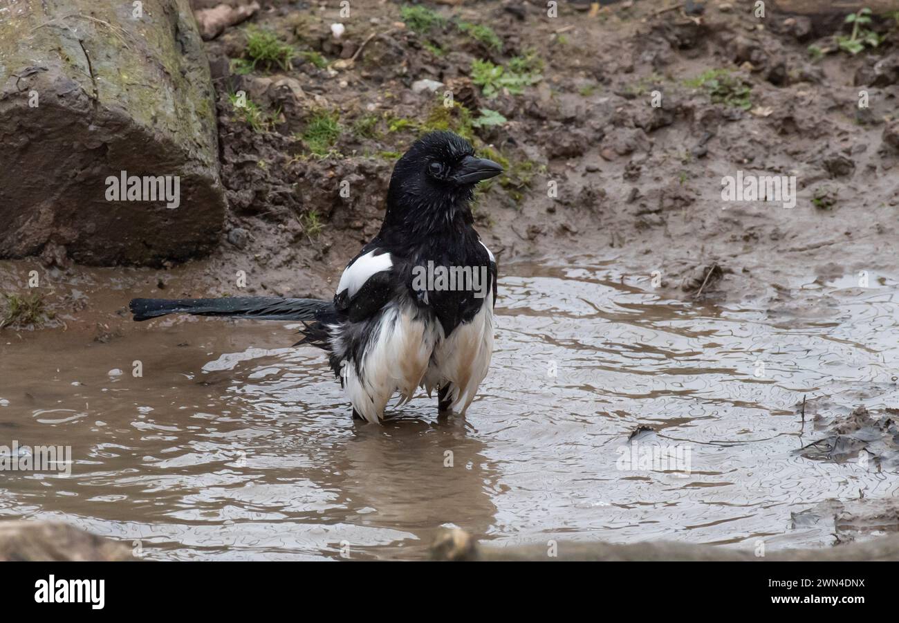 A magpie bathing in a muddy puddle, Blackpool, Lancashire, UK Stock ...