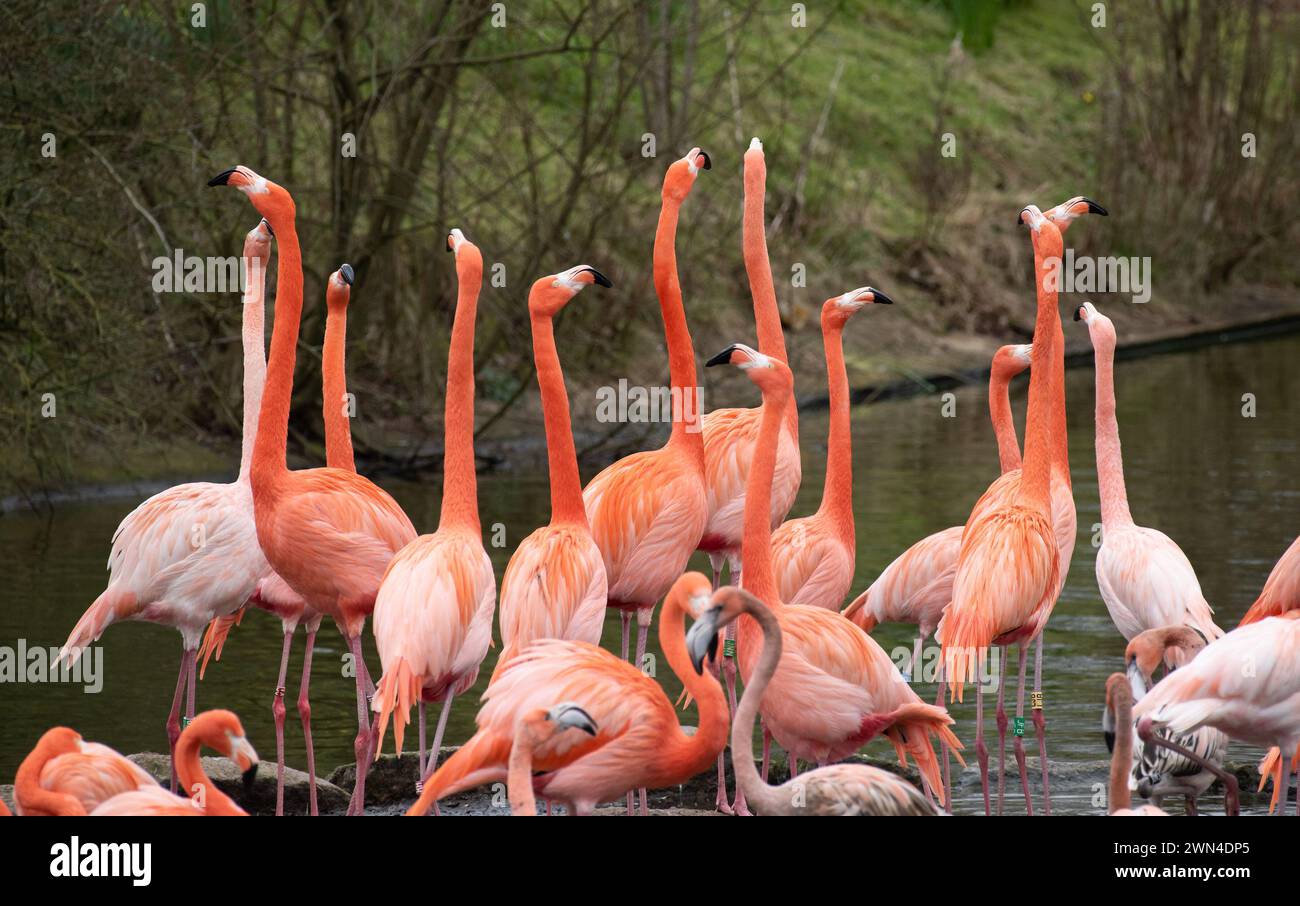 Caribbean flamingos at Blackpool Zoo, Blackpool, Lancashire, UK Stock ...