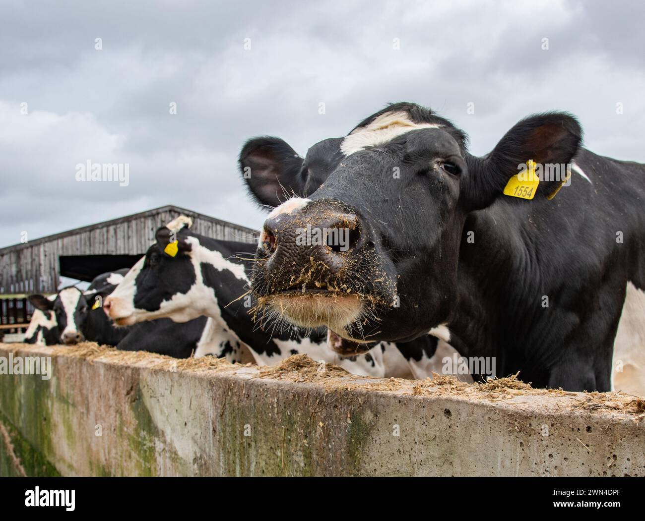 Dairy_cows hi-res stock photography and images - Alamy