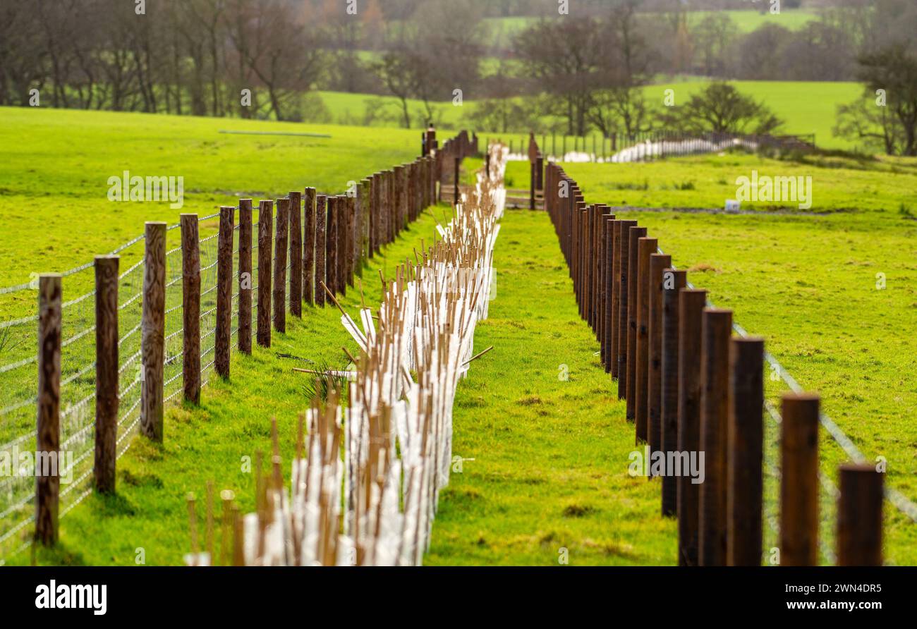 A newly planted hedge in farmland, Whitewell, Clitheroe, Lancashire, UK ...