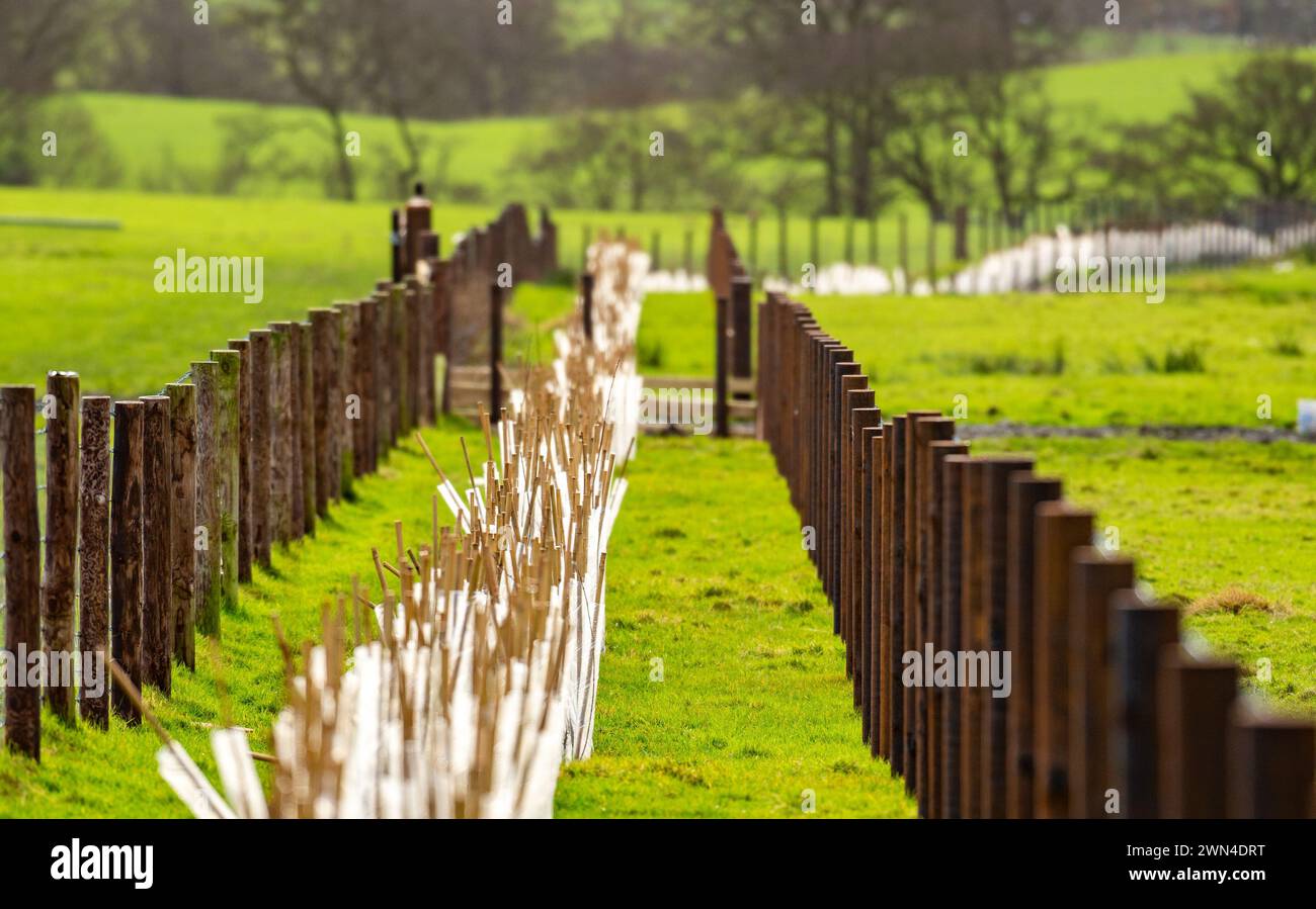A newly planted hedge in farmland, Whitewell, Clitheroe, Lancashire, UK ...