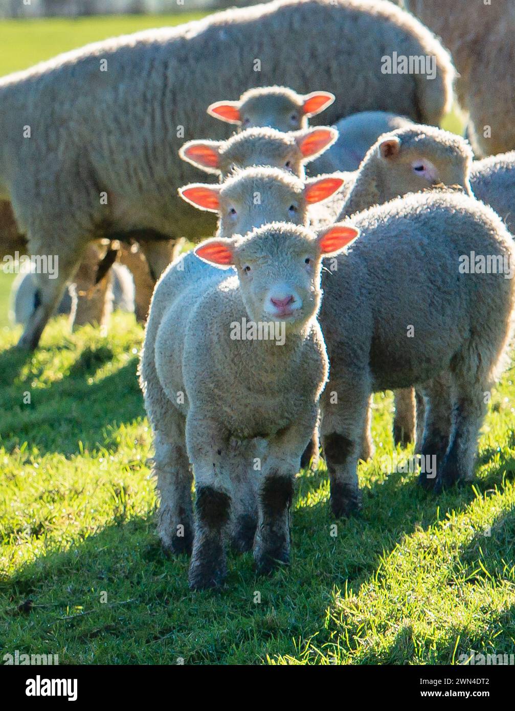 Poll Dorset ewes and lambs enjoying the sunshine after a period of wet ...